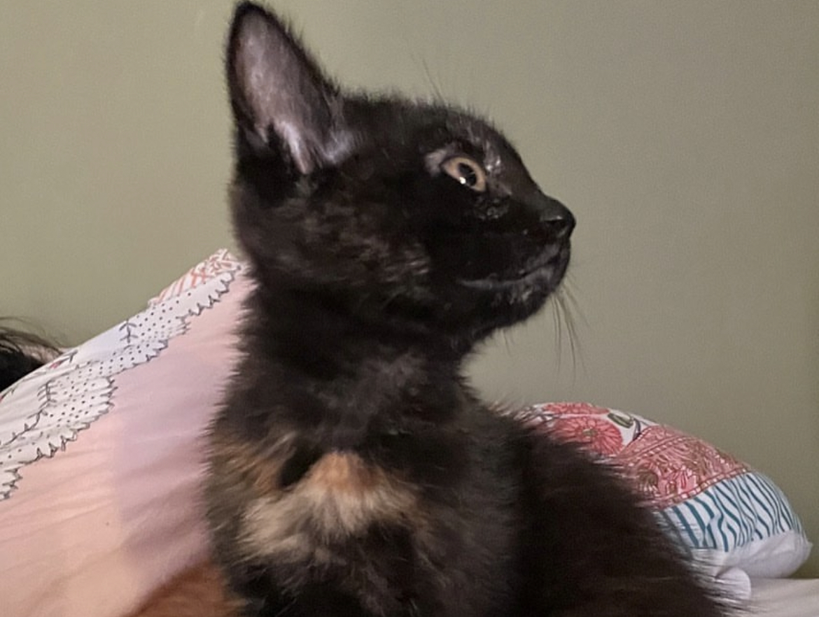 ttie on Twitter: "RT @beabad00bee: welcome kimchi 🐈& miso🐈‍⬛