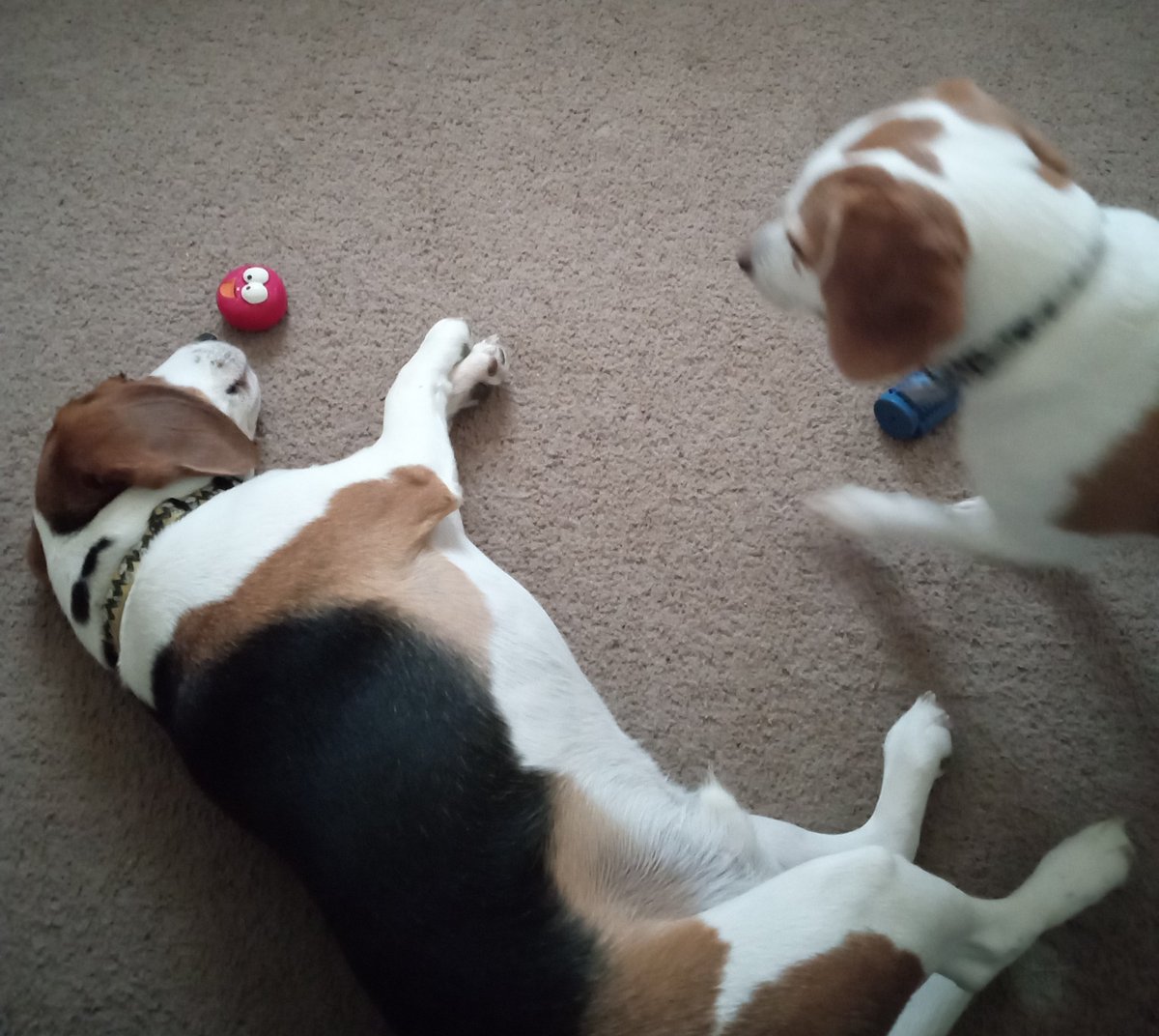 The Weekly Beagle on Twitter: The Weekly Beagle on Twitter: