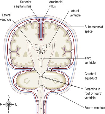Flow Of Cerebrospinal Fluid