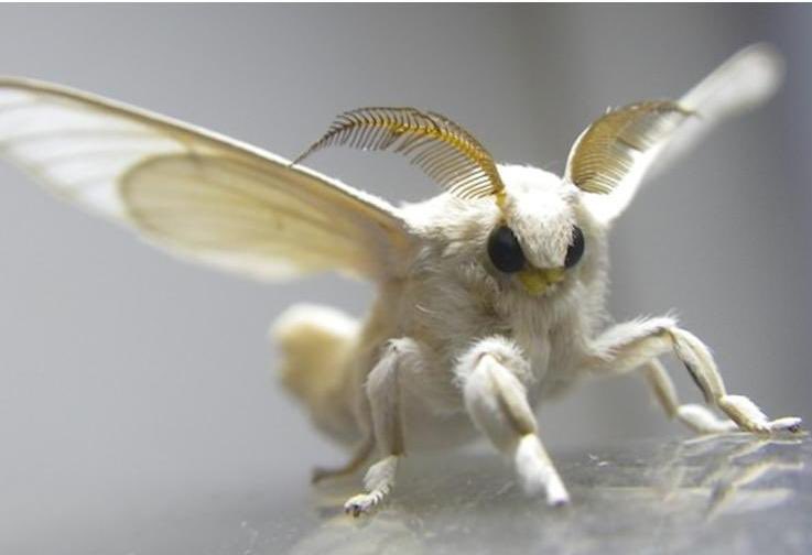 Cute Silk Moth