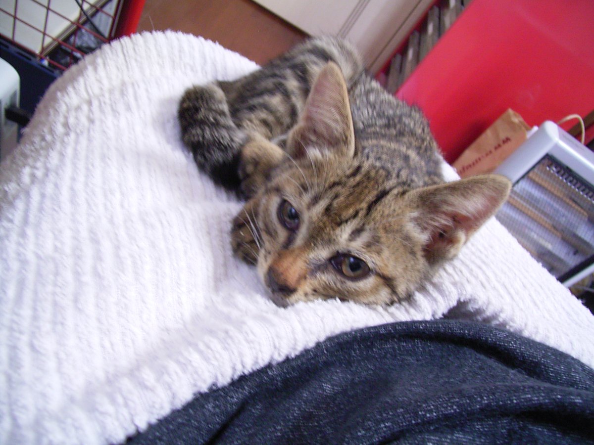 ブラスコウ/秋友克也 On Twitter Rt Sjxqr393 Gwペット祭 我が家の拾い猫 1号にゃんこ:目も開いてなかった捨て猫 2号ひめじ:猫風邪で親にパンチされてた野良