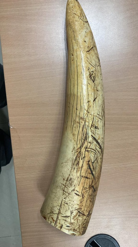 Elephant Teeth Price