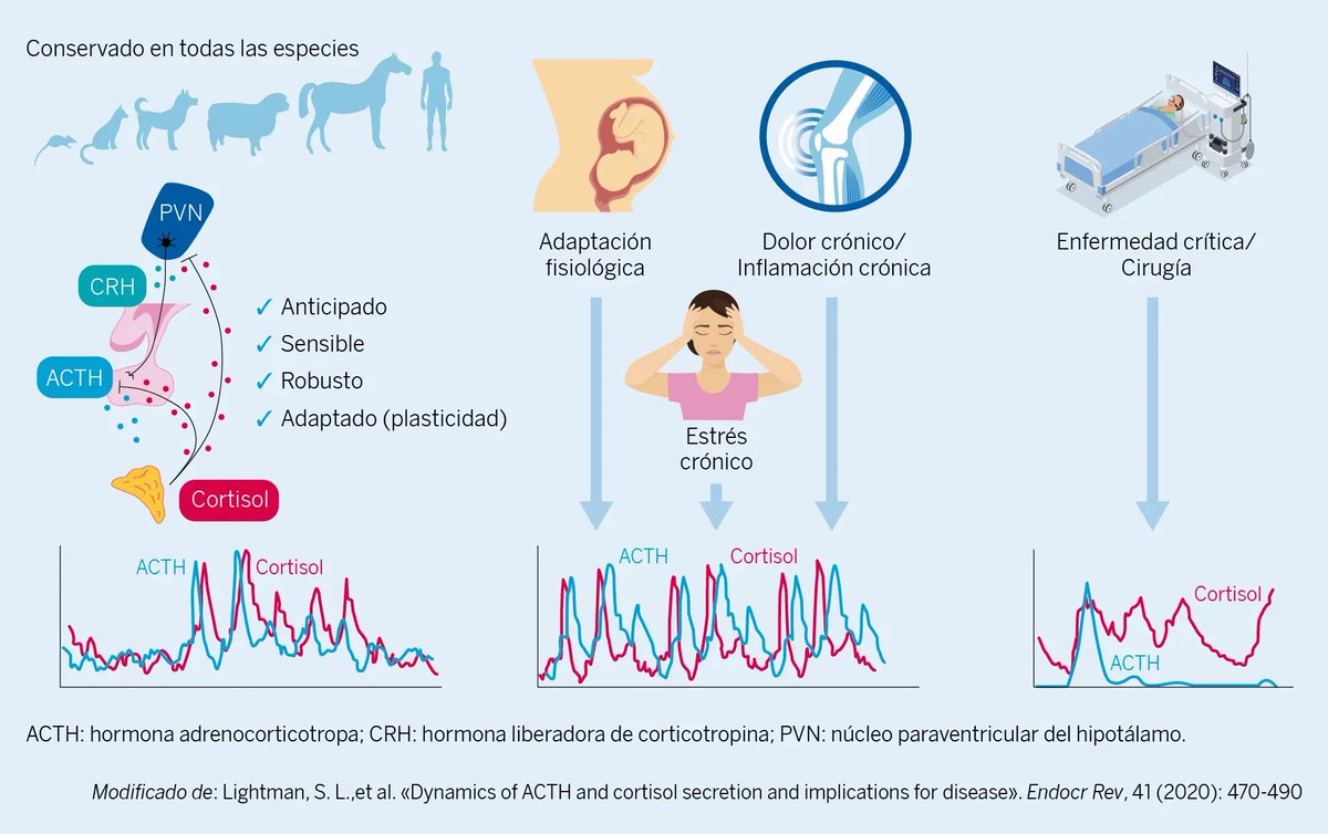 En 1950, Tadeusz Reichstein, Edward Kendall y P. Showalter Hench ...