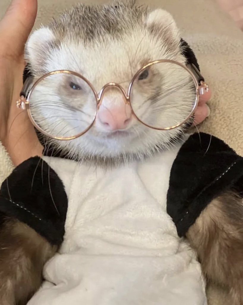 hyunjin as ferrets on Twitter: