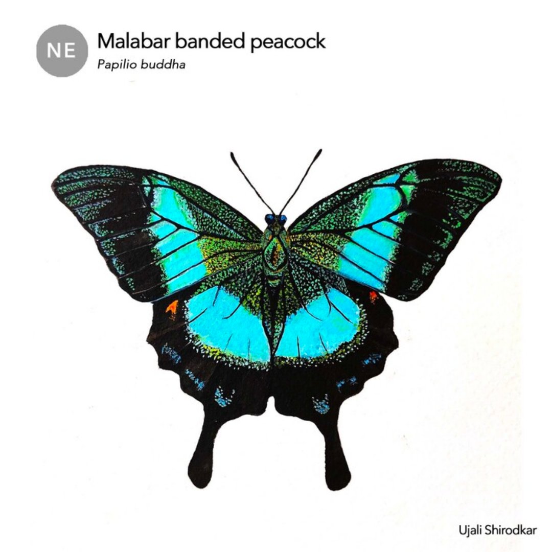 Banded Peacock Butterfly