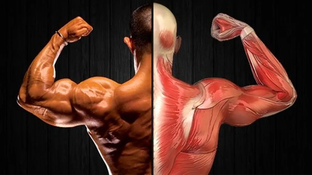 Baixa massa muscular leva a uma vida mais curta e menos saudável Abaixo ...