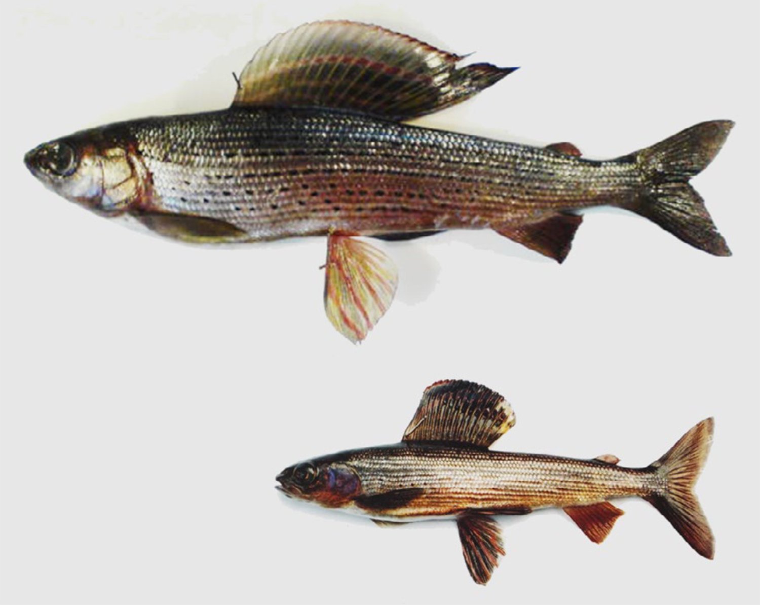 Lake Baikal Fish