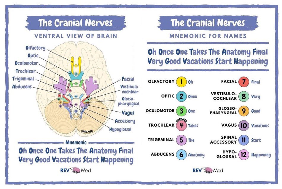 Cranial Nerves Mnemonic Series Cranial Nerve Cranial Nerves | My XXX ... Cranial Nerves Mnemonic Series Cranial Nerve Cranial Nerves | My XXX ...