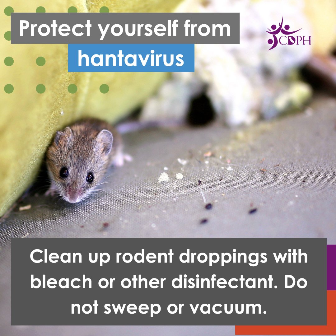 Deer Mouse Droppings