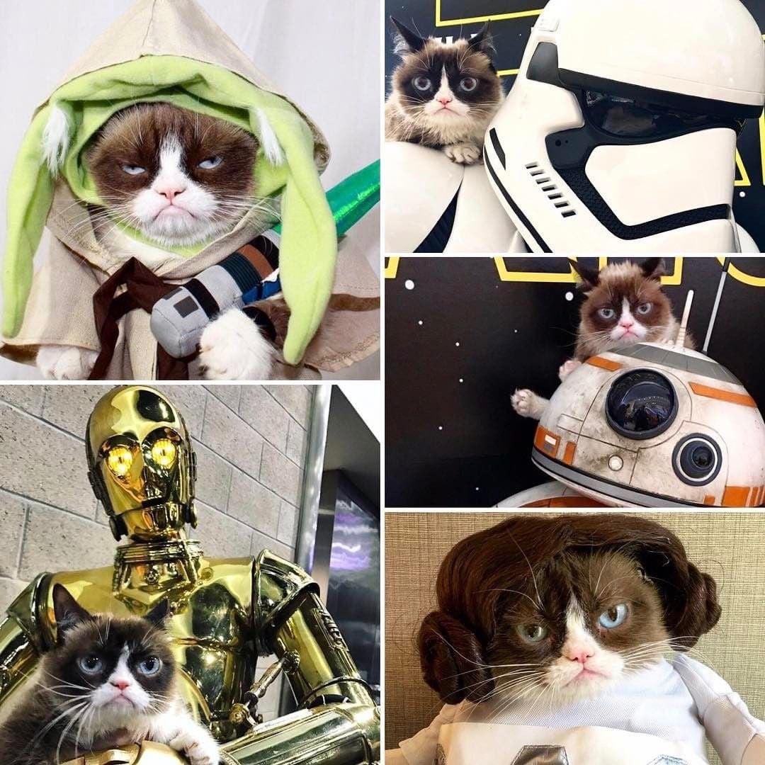 Grumpy Cat Meme Star Wars