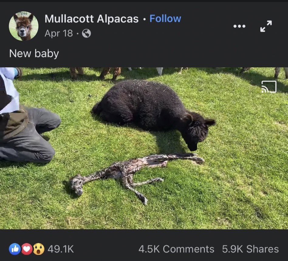 Newborn Baby Alpacas