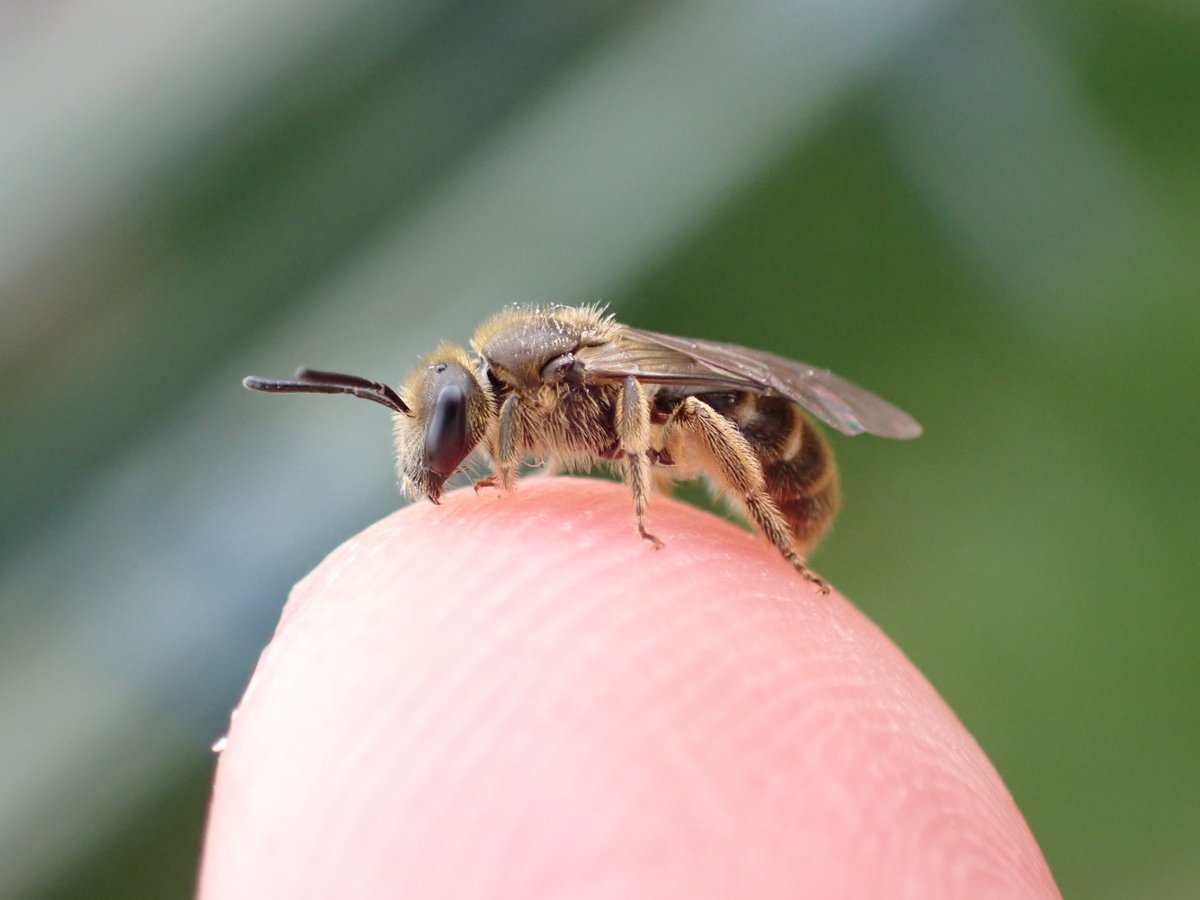 EntomoDaily on Twitter: EntomoDaily on Twitter: