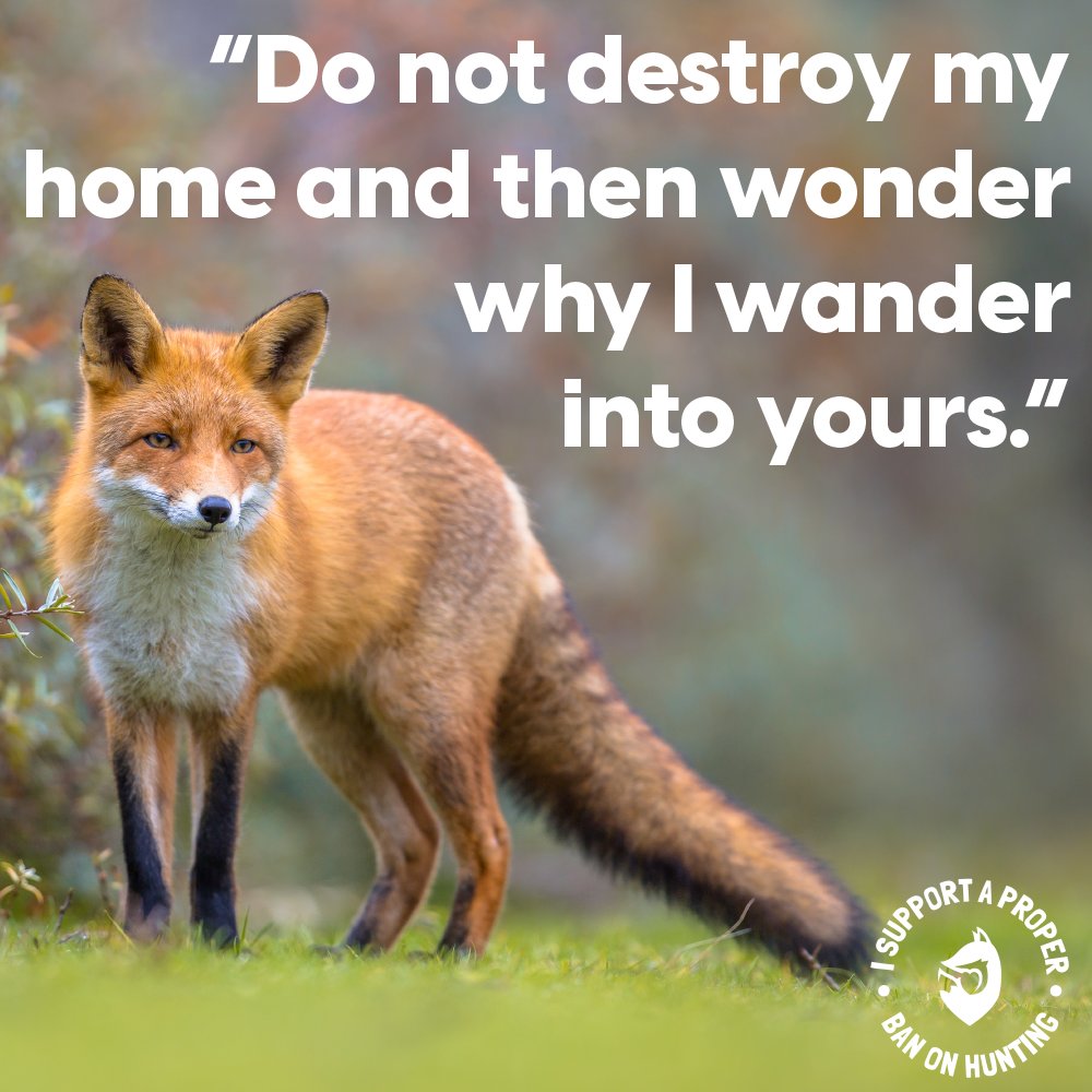 Fox Hunting Quotes