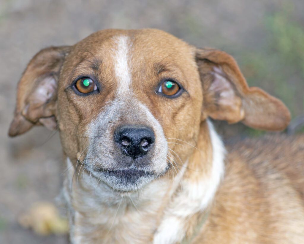 What Does Buff Mean For Dogs