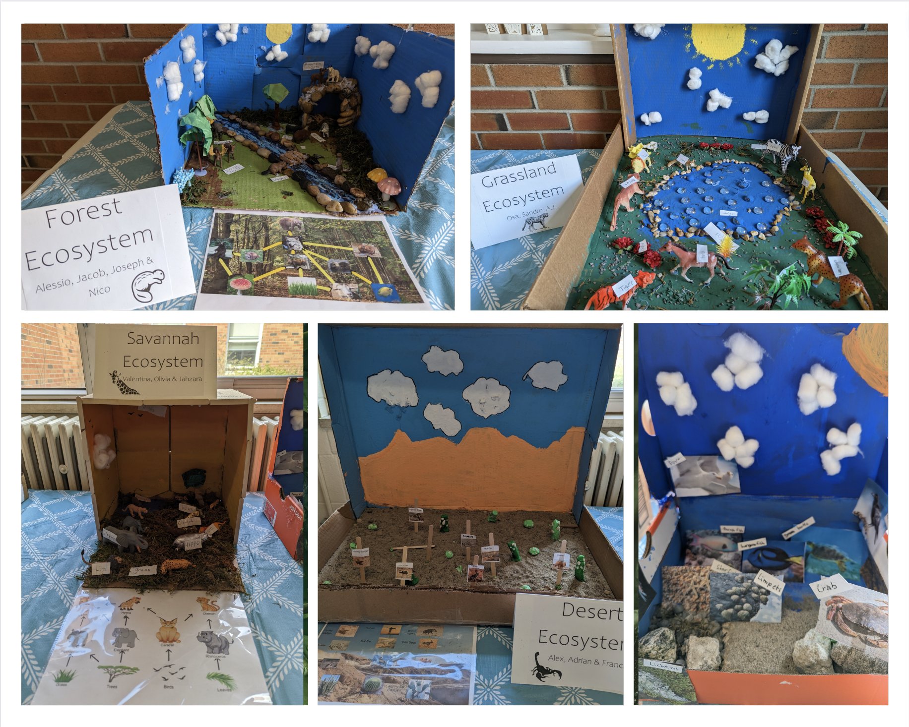 Forest Ecosystem Project