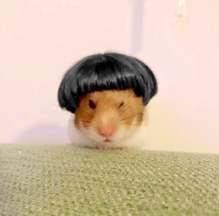 Hamsters With Wigs