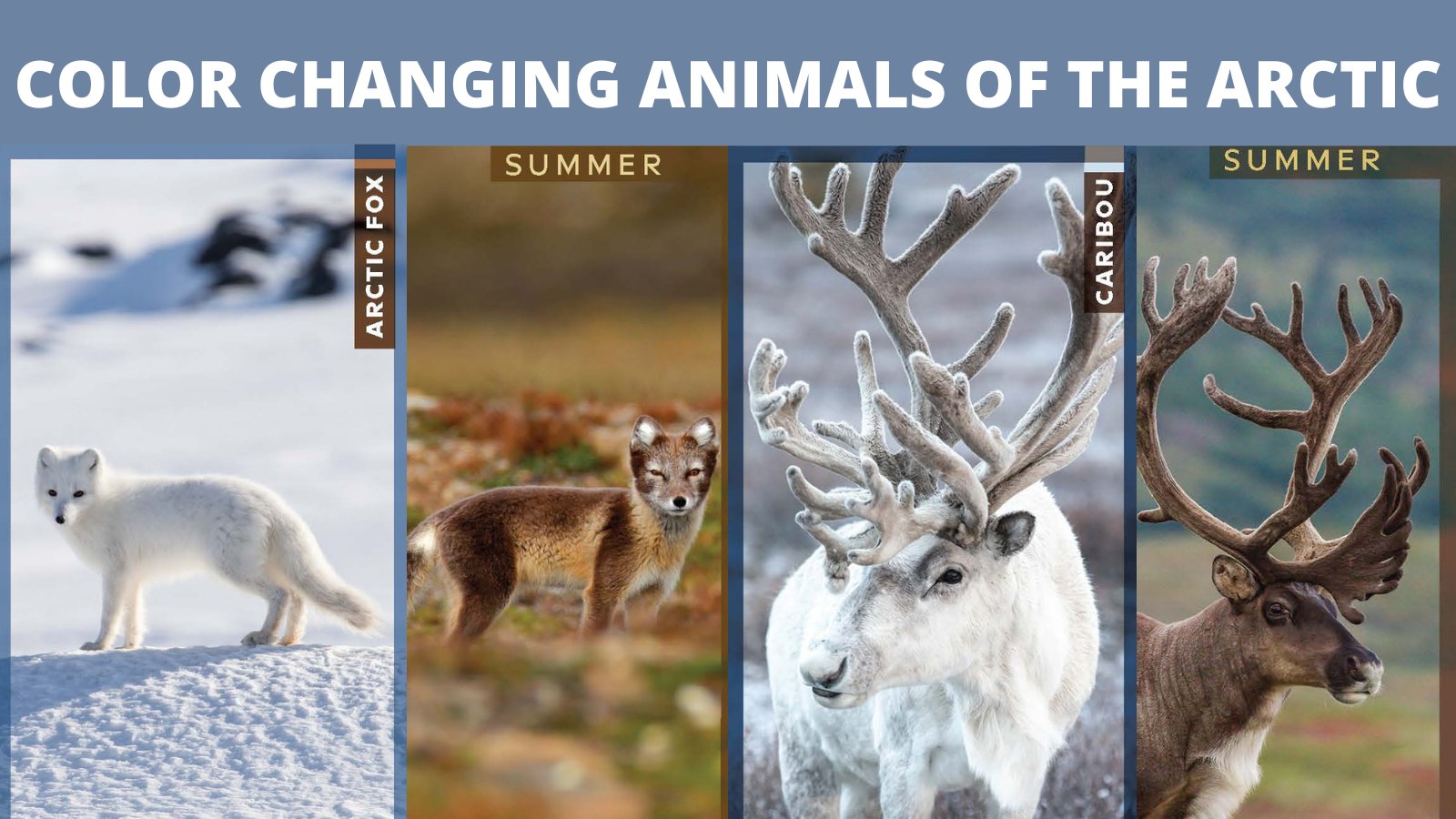 Arctic Tundra Animals Coloring Arctic Hares: The Fast, Camouflaged,