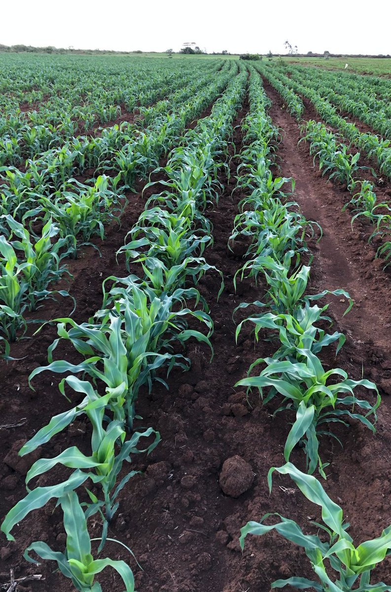Laikipia Ranches on Twitter: "5 acres(with maize crop) 📍 Ndunyu, Sipili. Offer:1.8M for the ...