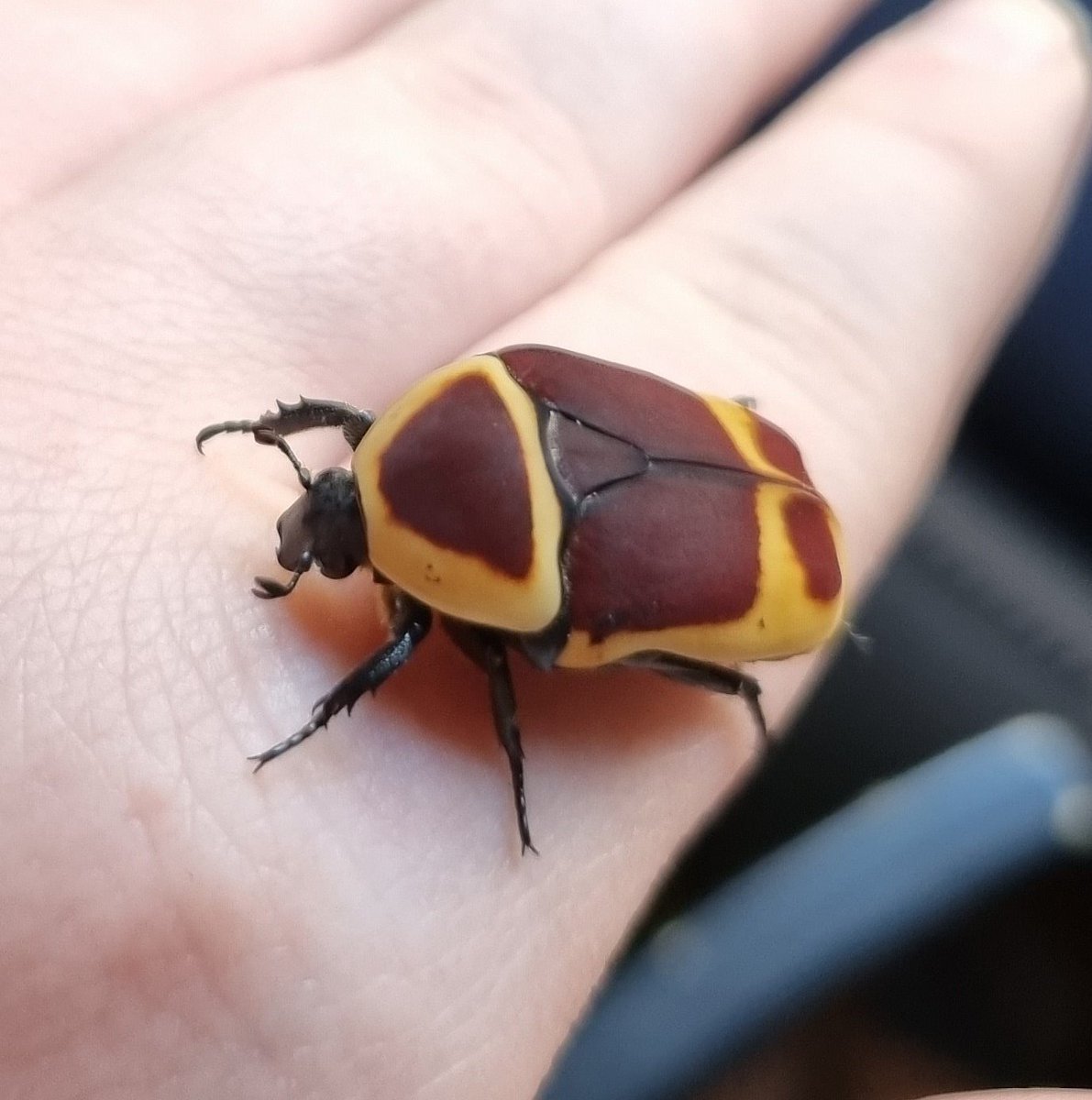 Silja 🐝 🐛 || TGAMM SPOILERS on Twitter: "GUYS THE FIRST OF MY SUN BEETLES EMERGED FROM ITS PUPA ...