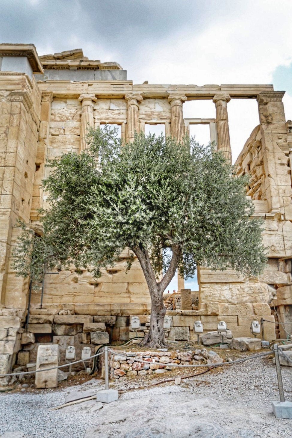 Athena With Olive Tree
