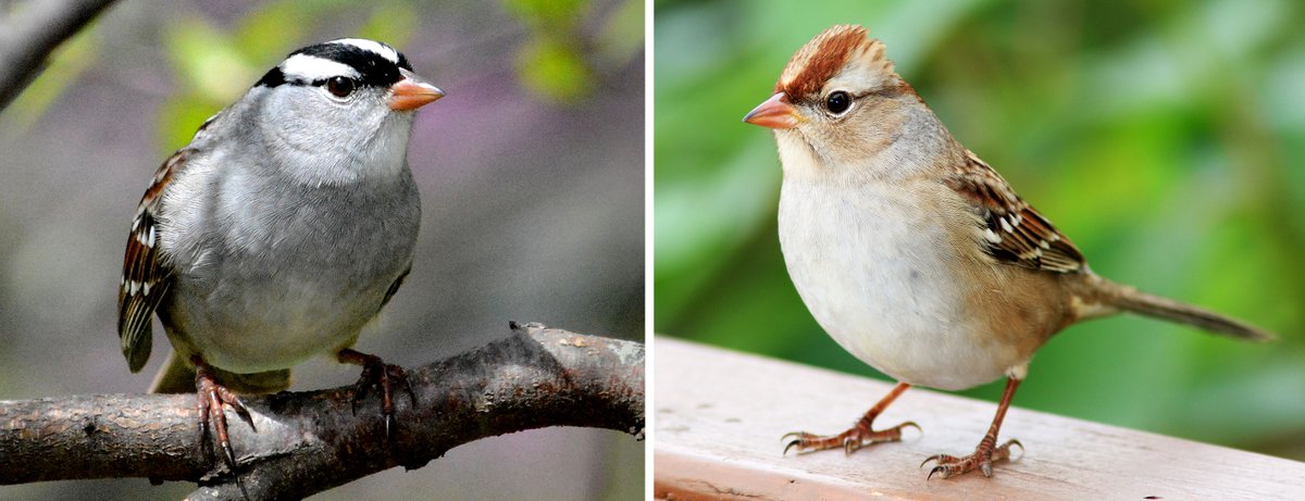 Quanta Magazine On Twitter Supergenes In White throated Sparrows Have quanta-magazine-on-twitter-supergenes-in-white-throated-sparrows-have