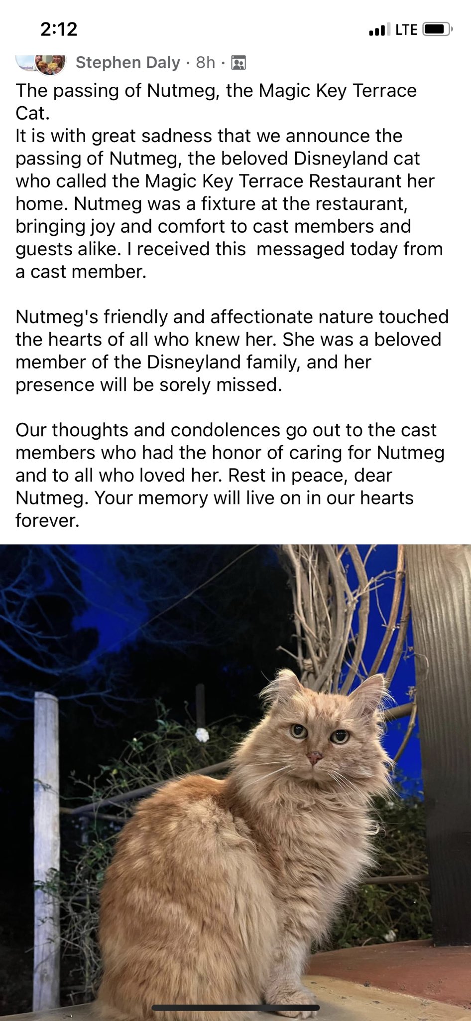 Disneyland Katt Meme My Coping Mechanism Is Making Memes About