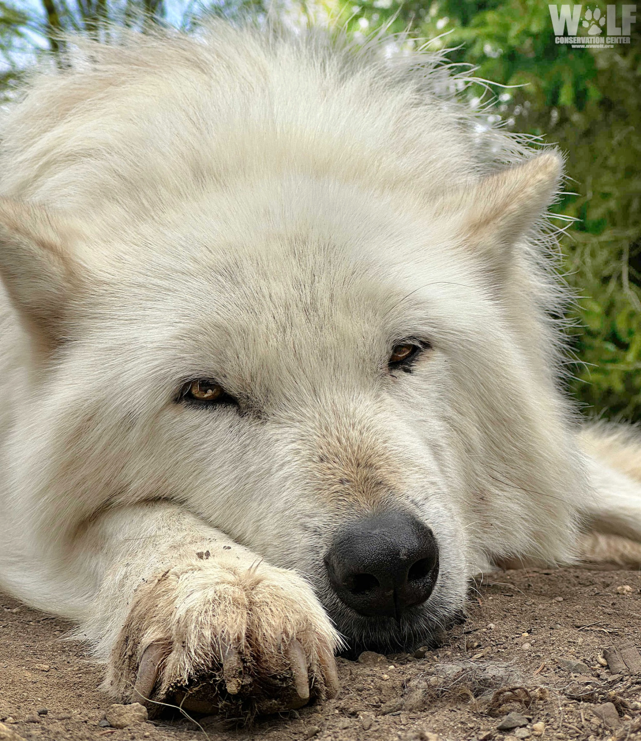 Pure White Wolf With Blue Eyes