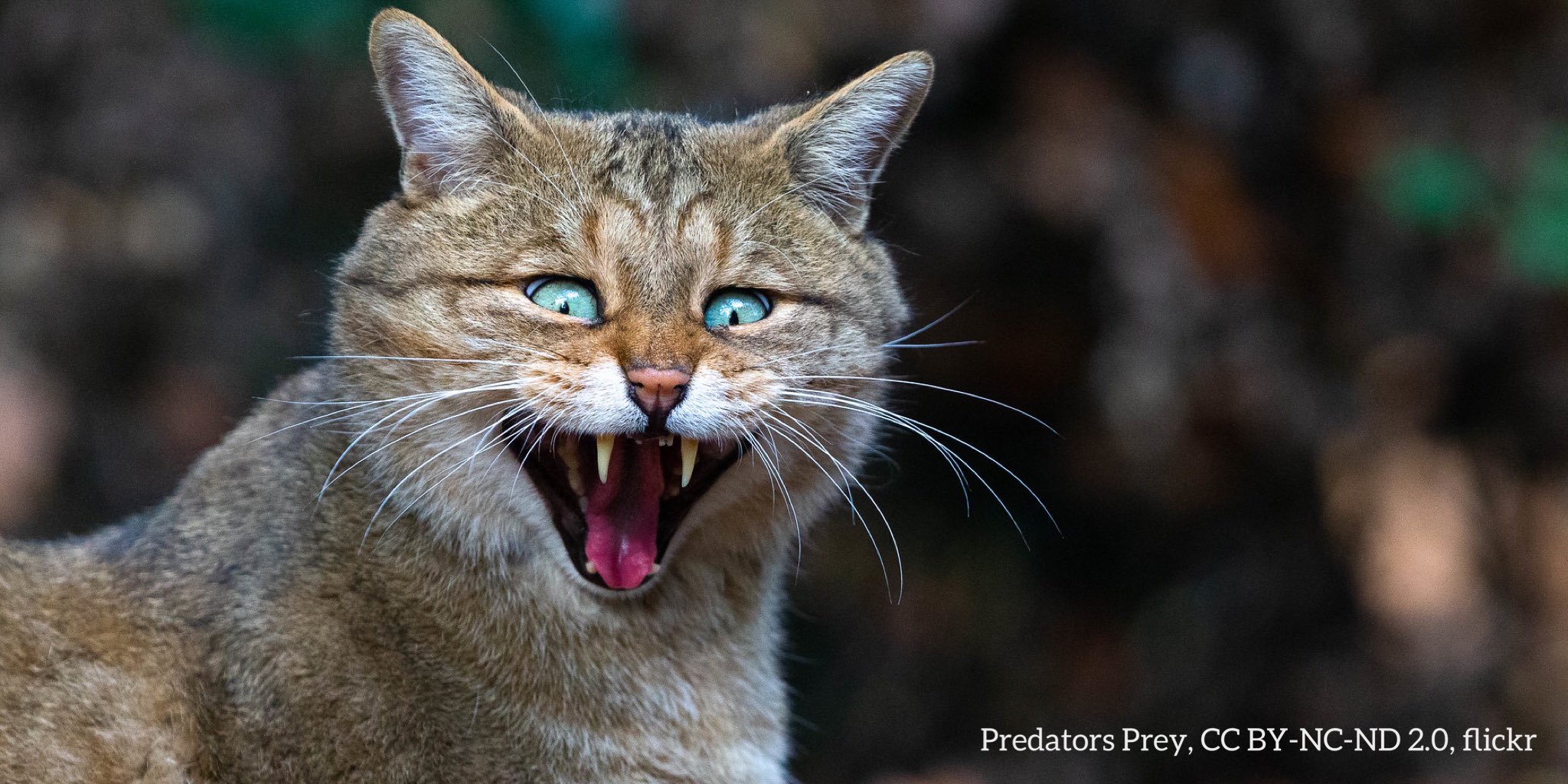 Aggressive Wild Cats