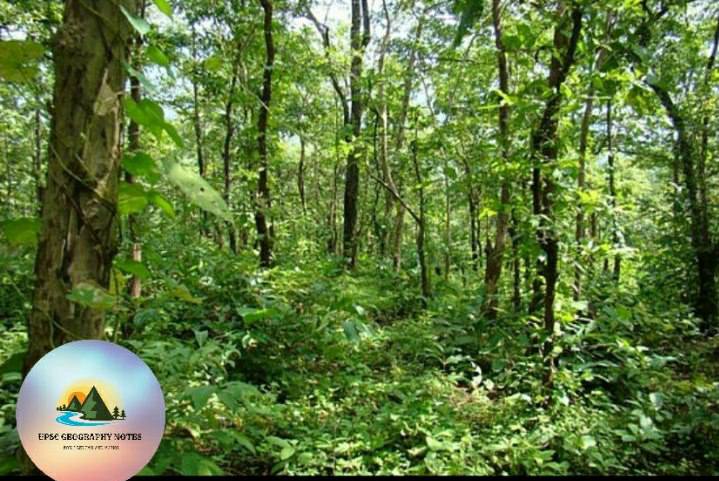 Tropical Evergreen Forest