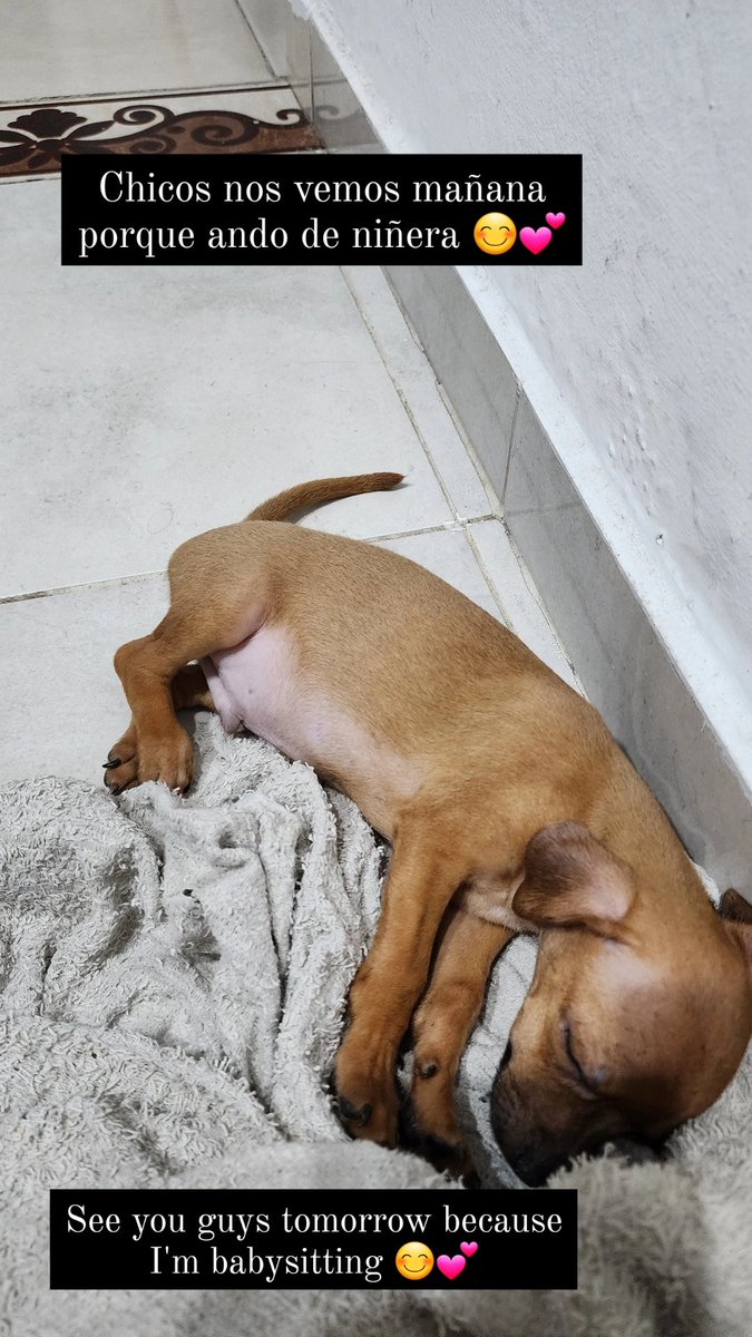 Shara Dreams On Twitter Por Fin Tengo Mi Perrito ๐๐