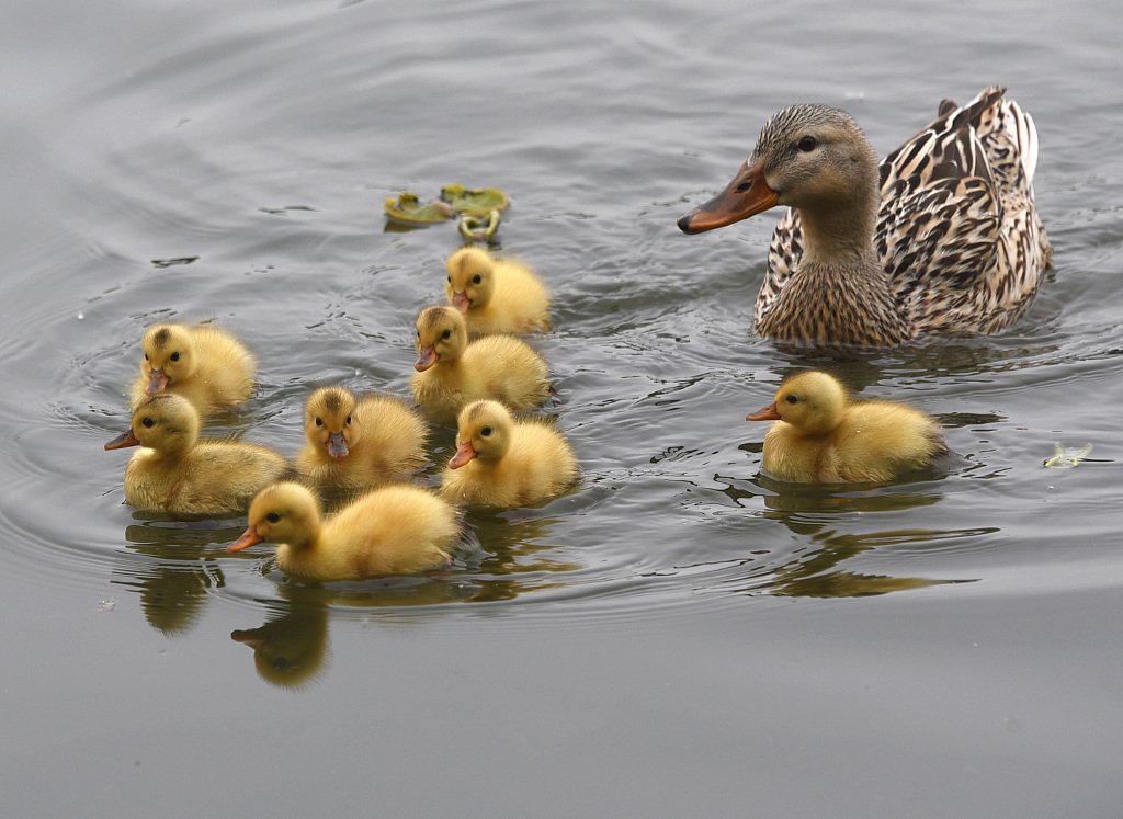 Baby Duck Swimming