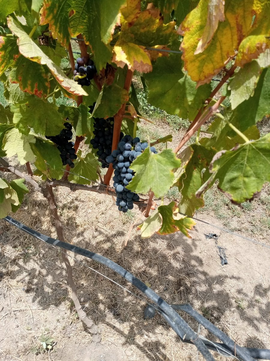 Some farm tours in Kenya. • LELESHWA WINE TOUR (Naivasha) Cost KES ...