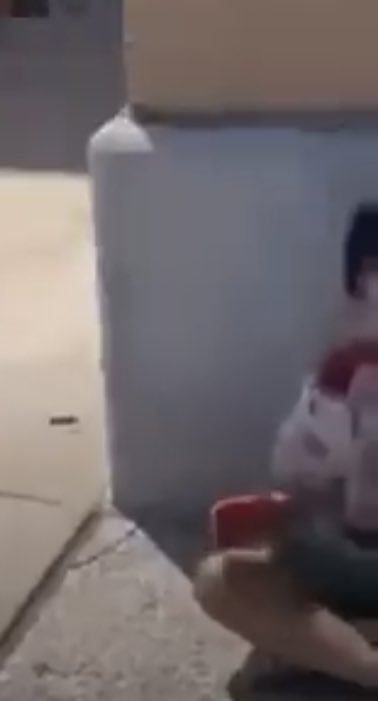 Art Candee 🍿🥤 on Twitter: ""When I rolled the mother over he came out...I pulled him around the ...