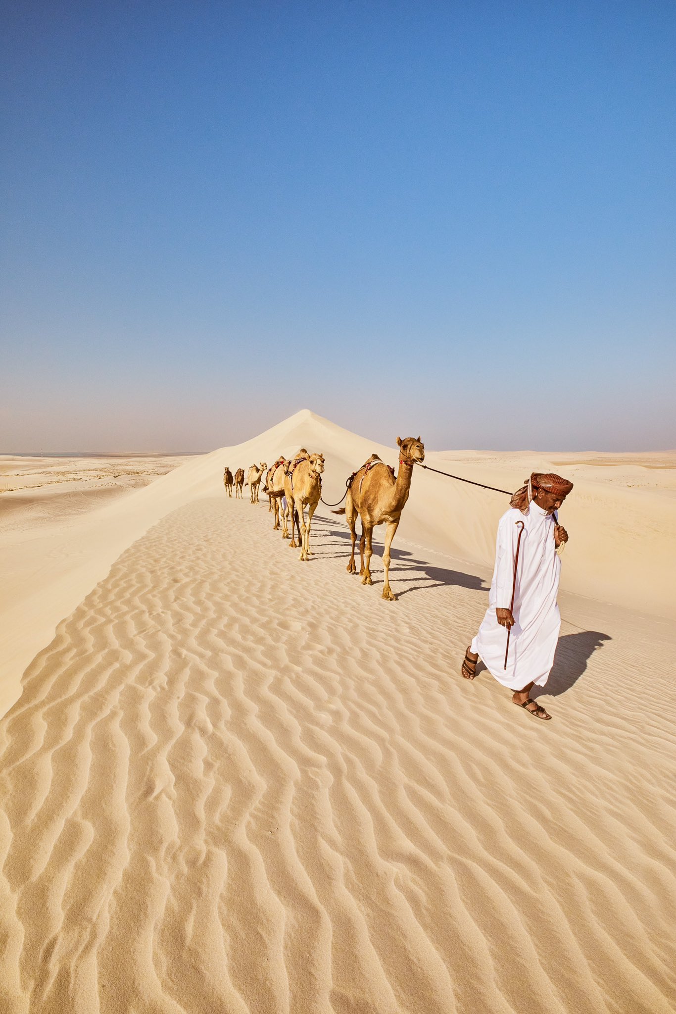 Qatar Camels Qatar Visitor Travel Guide To Doha Qatar Qatar Opens To