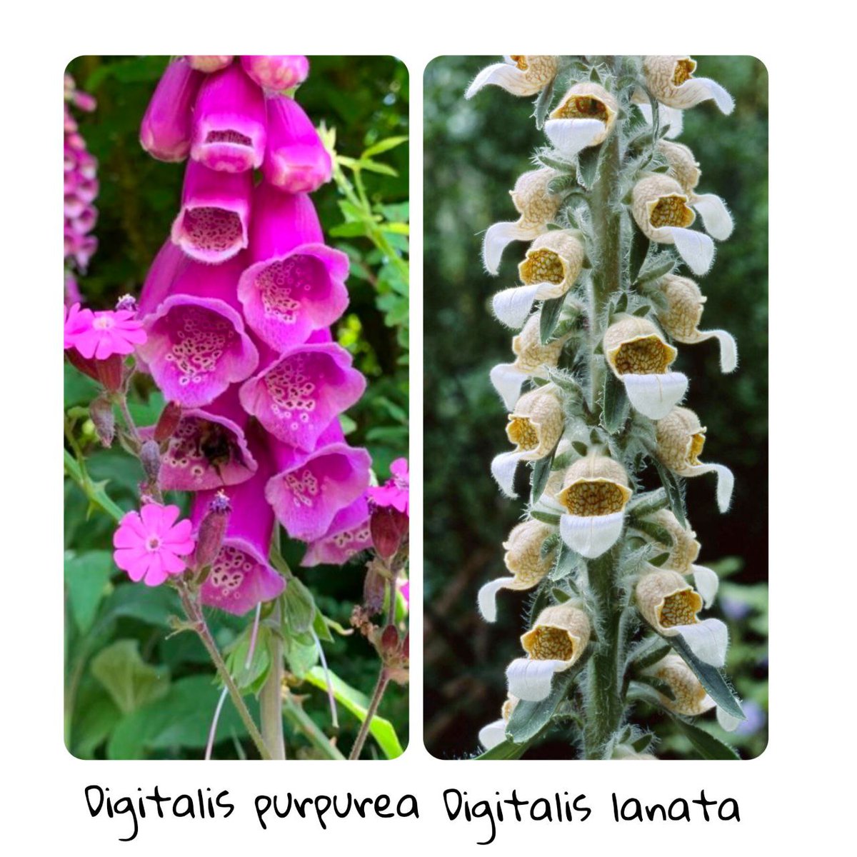 70y.o male, with weakness, abdominal pain + drowsiness. (Degree of ...