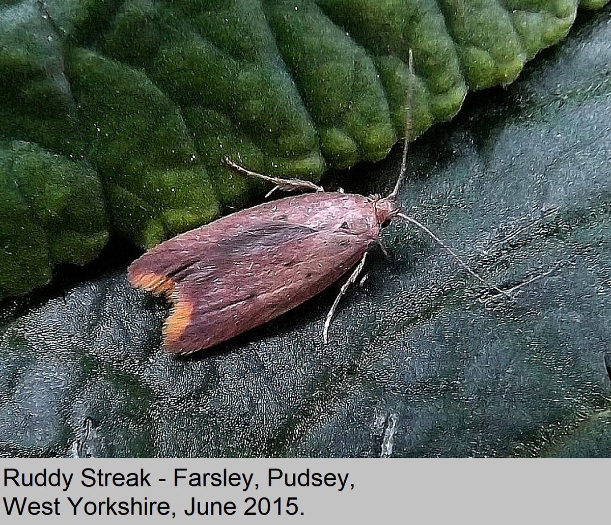 Dave Hatton on Twitter: "HATTON'S GARDEN: The garden moth trap has not been very busy recently ...