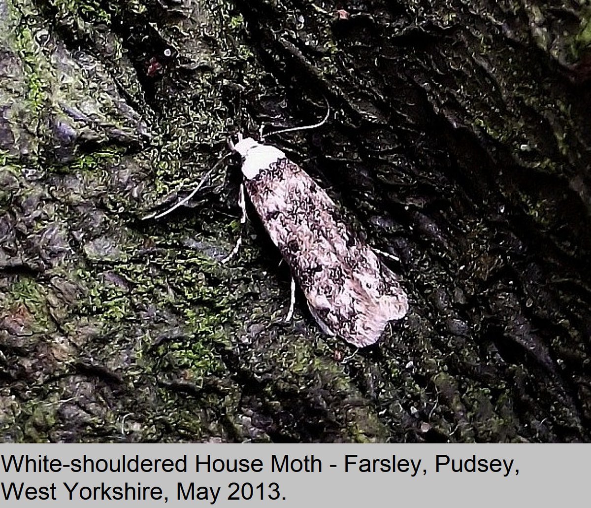 Dave Hatton on Twitter: "HATTON'S GARDEN: The garden moth trap has not been very busy recently ...