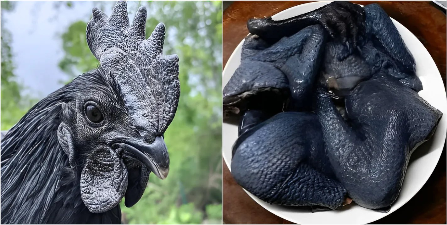 Ayam Cemani Organs
