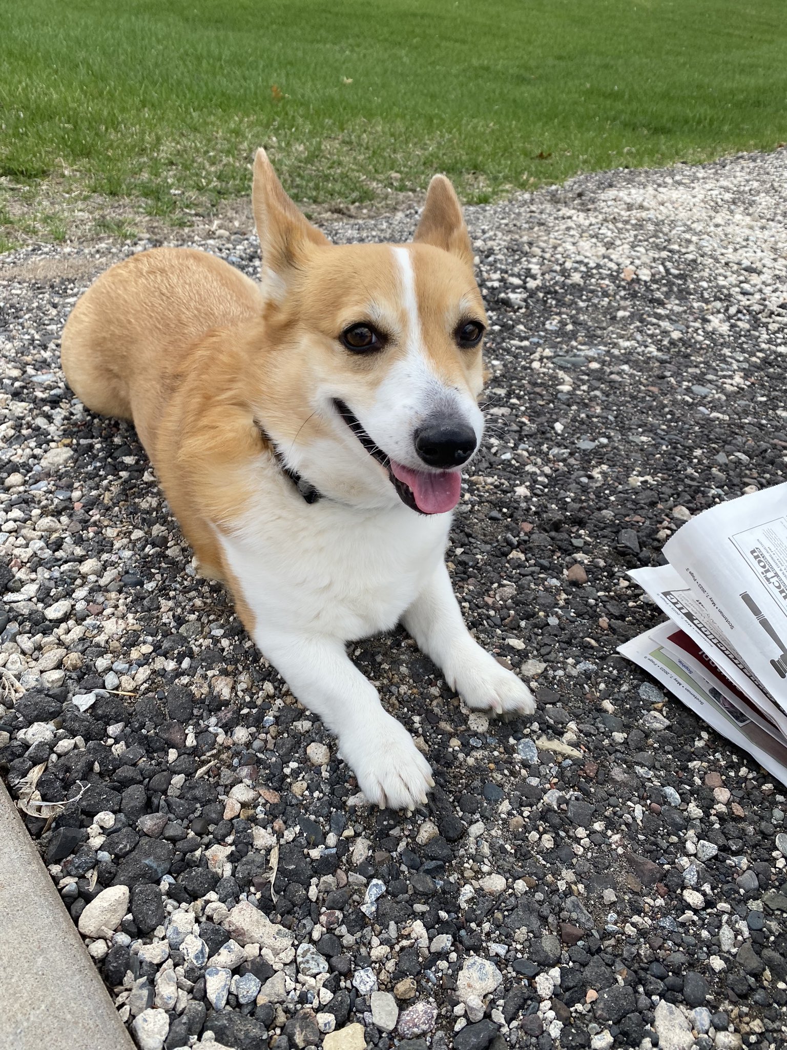 Team Corgi on Twitter: "Happy Monday morning everyone https://t.co/JHhsSrI6Af" / Twitter