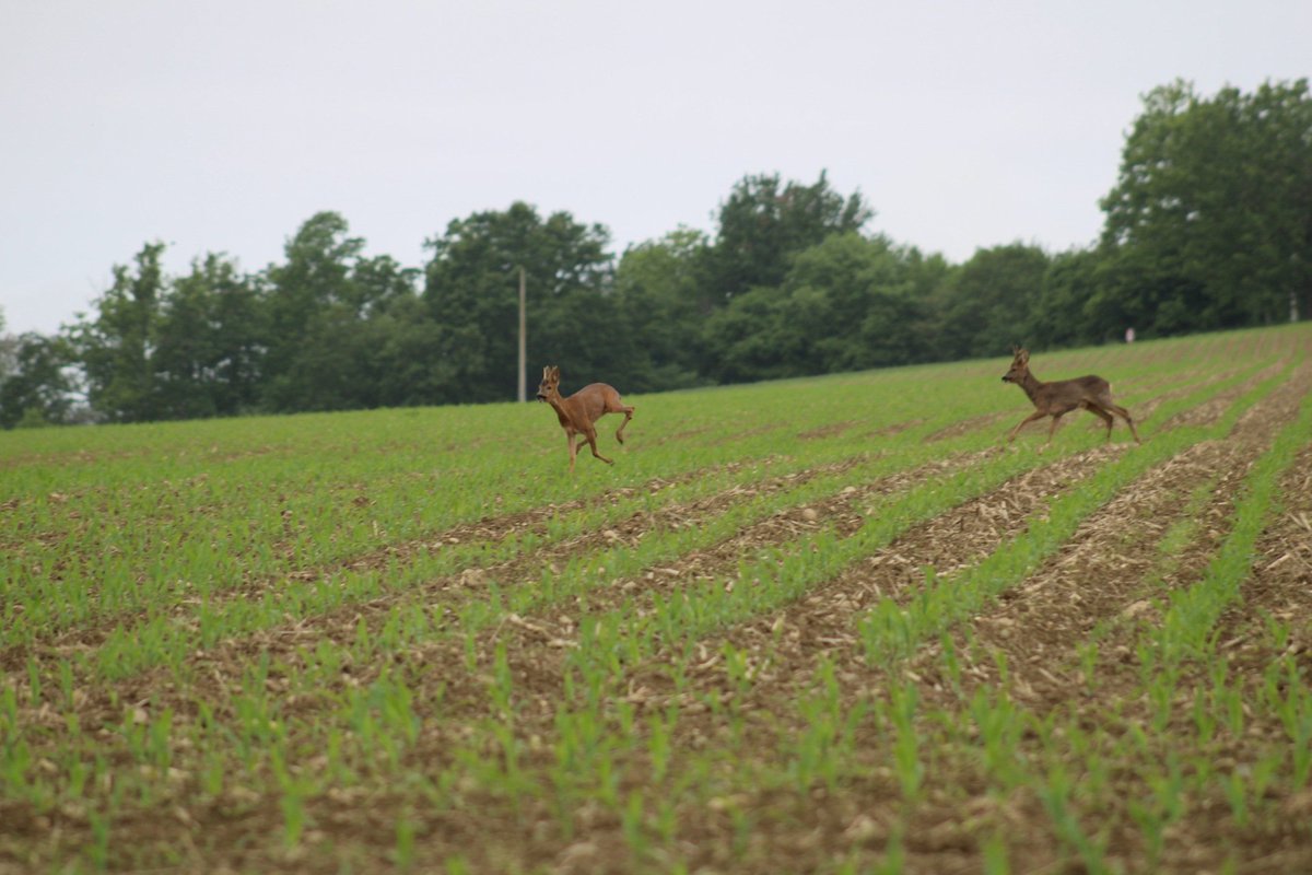 Geai des Chênes on Twitter: "Course poursuite !!! Entre 2 brocards un jeune et le maître des ...