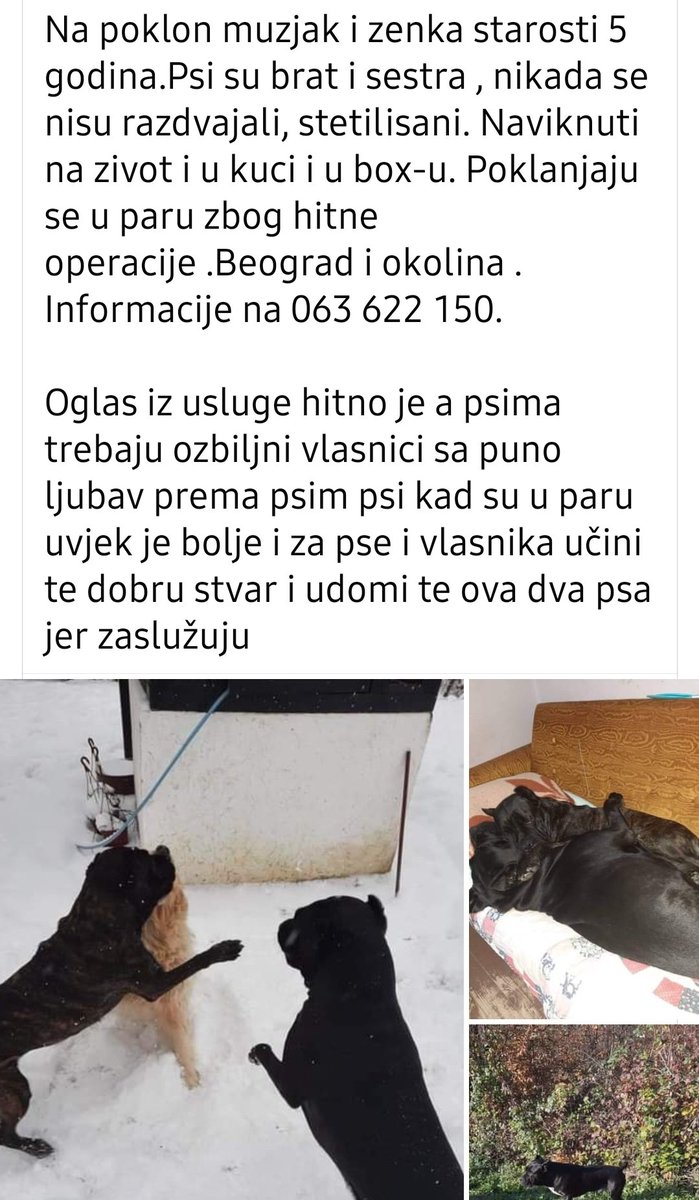 KRCKO 🐎I SAPICE🐾 on Twitter: KRCKO 🐎I SAPICE🐾 on Twitter: