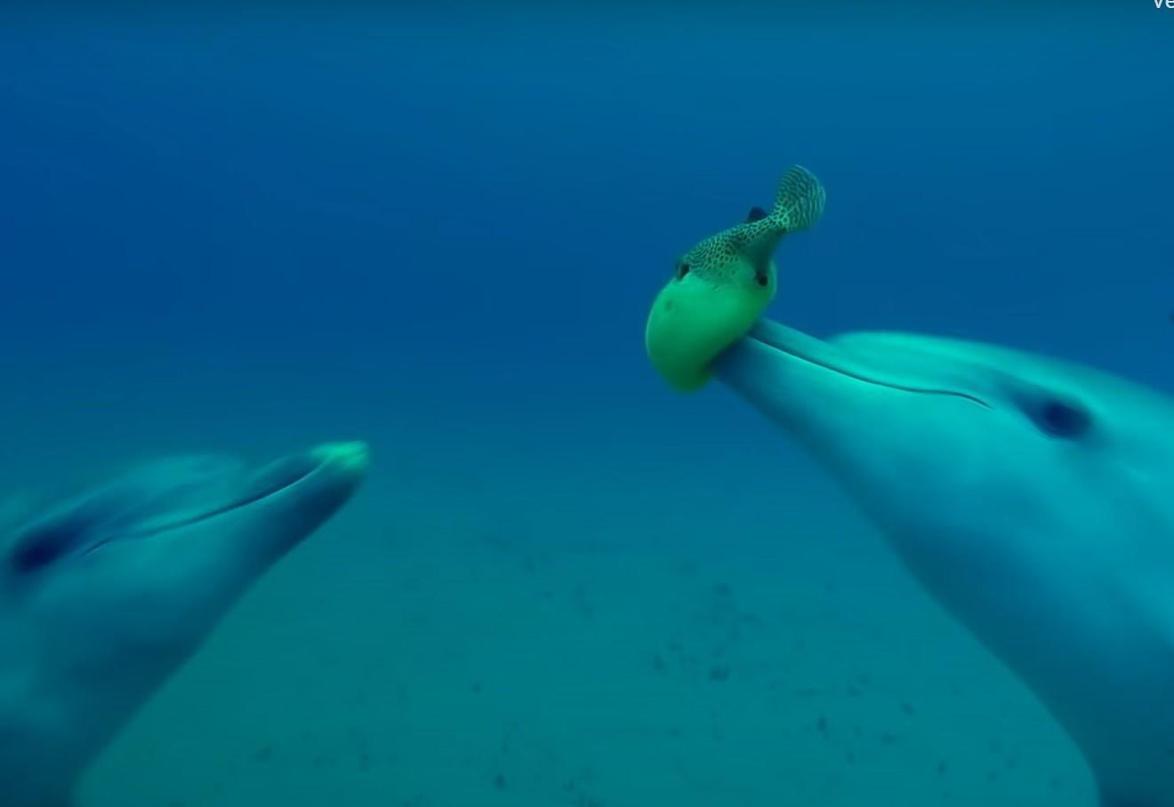 Dolphins and Pufferfish: Nature’s Surprising High and the Deep Dive ...