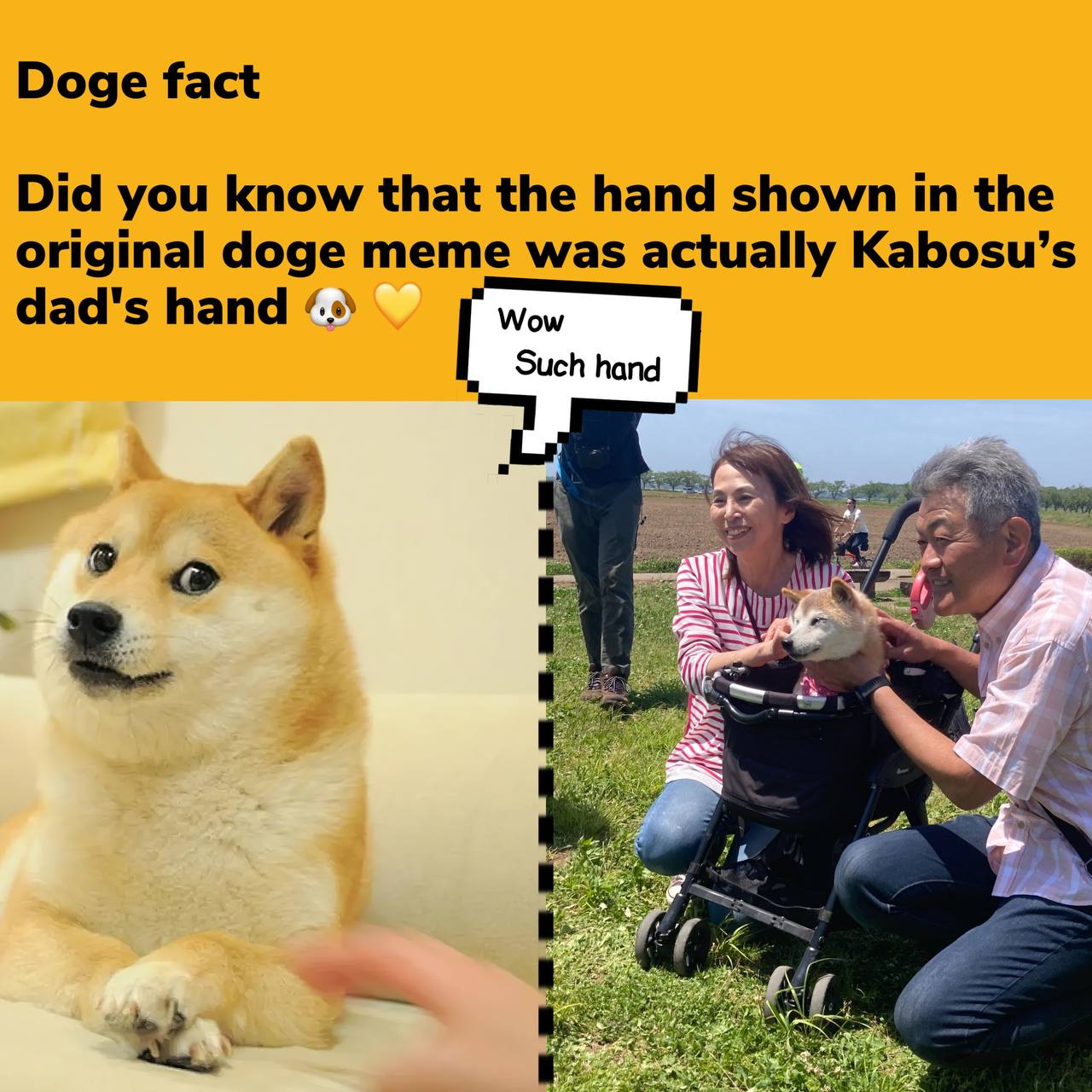 Much Wow Doge Original