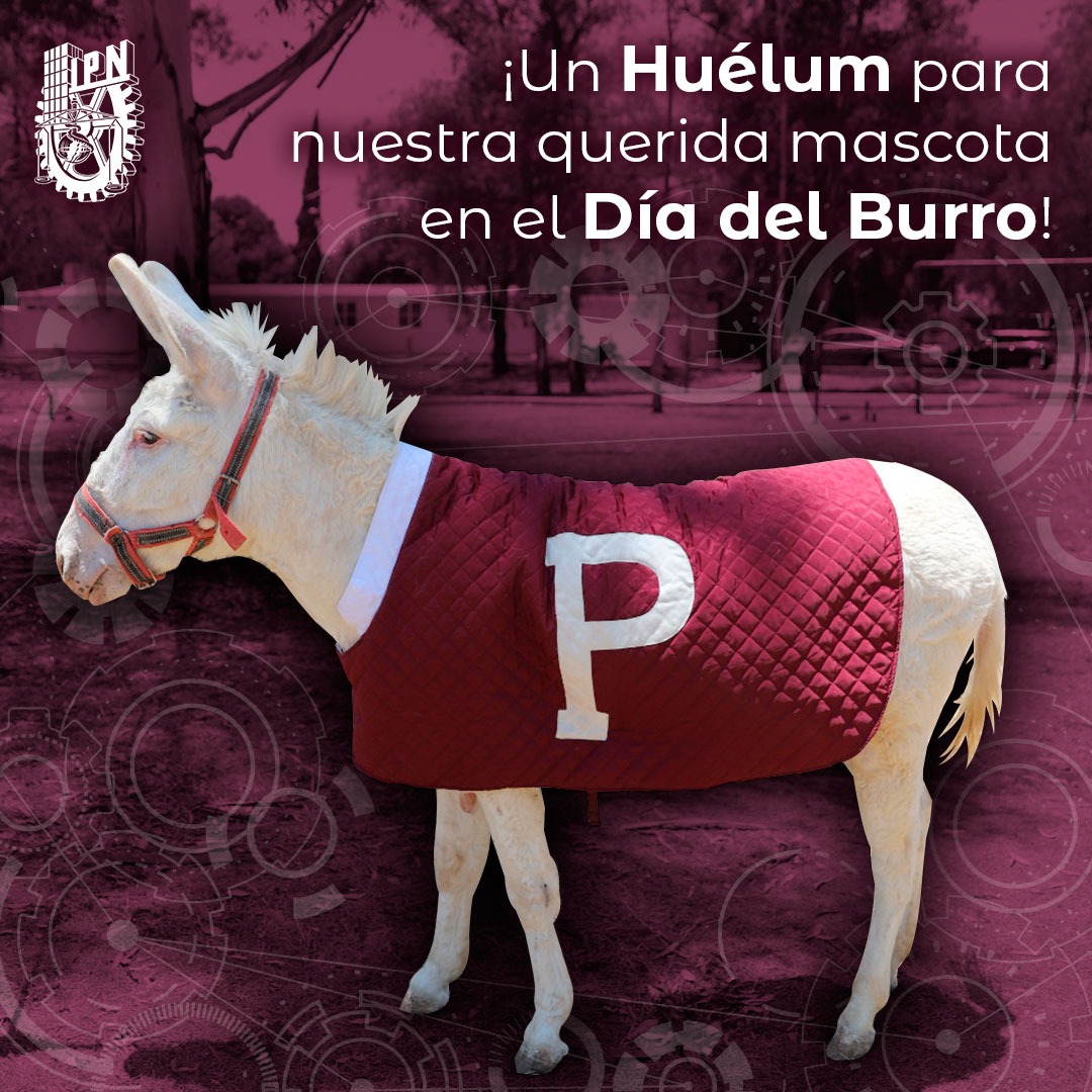 Cartel De Burro 3