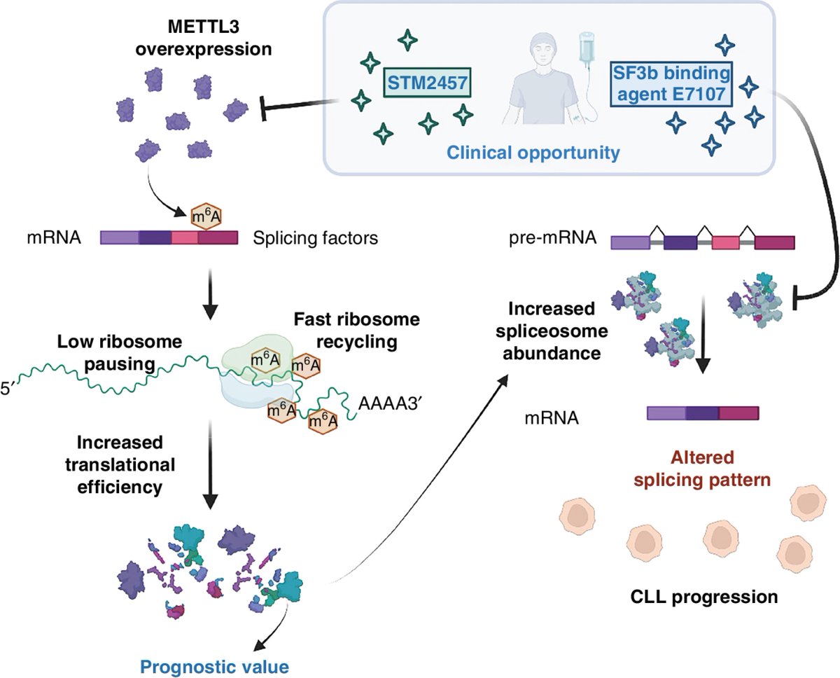 Blood Cancer Discovery on Twitter: Blood Cancer Discovery on Twitter: