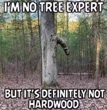 Wood Trees Memes Memebase Trees All Your Memes In Our Base Funny