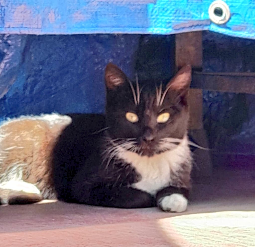 Kira 🌻🇺🇦🌻🇺🇦🌻 on Twitter: "Hi dear pals, we want to introduce you to the stray kitties we are ...