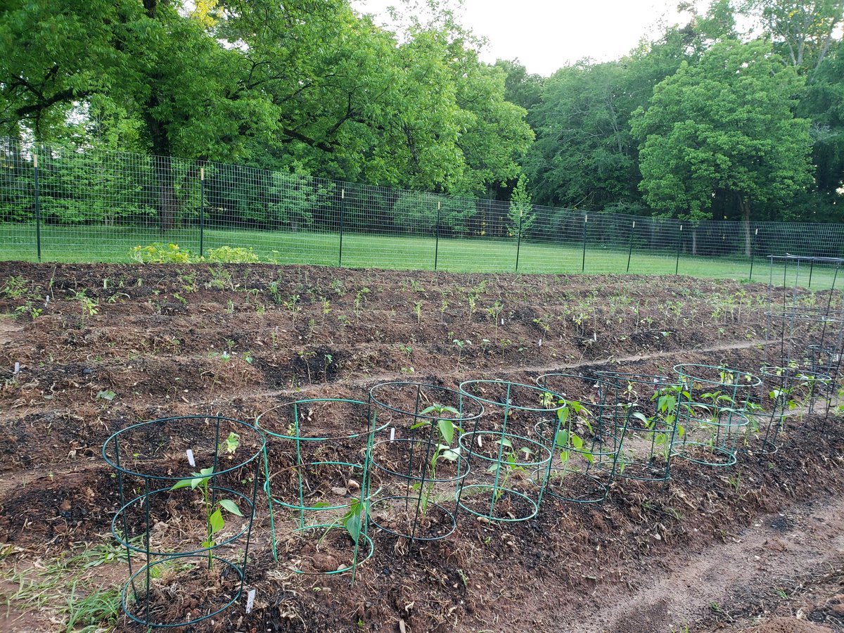 Rukis On Twitter Garden Is Fully Planted And Sown Now Time For Me To Go Sleep For A Month