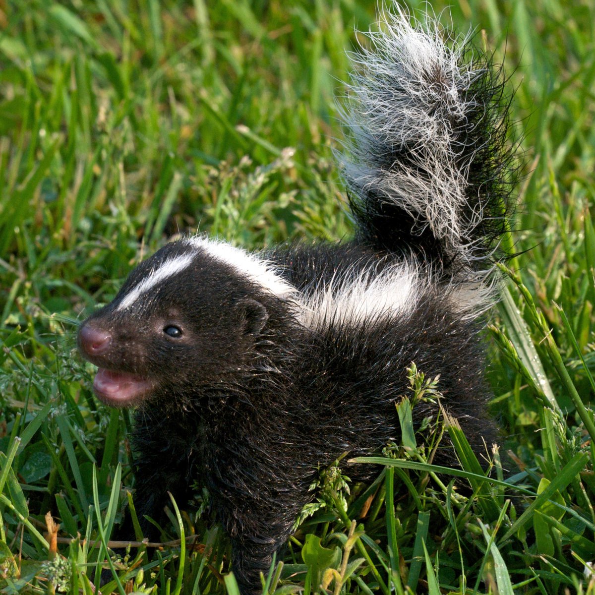 ☀sunnycritters☀ on Twitter: "The plushie i really want to make is a Skunk