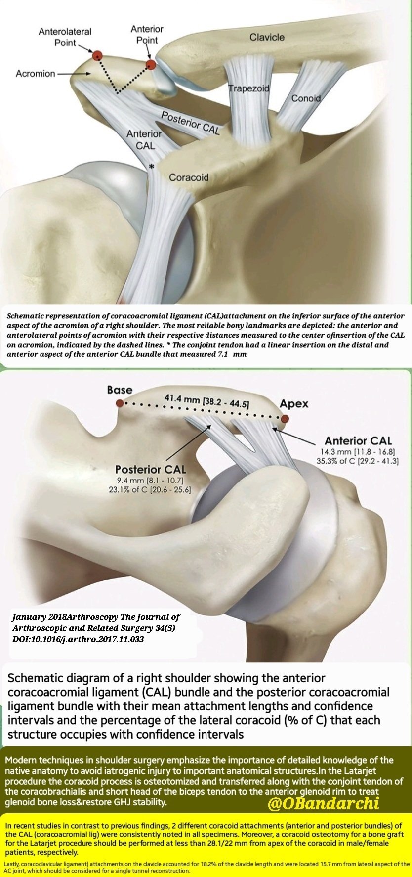 Conjoint Tendon Shoulder
